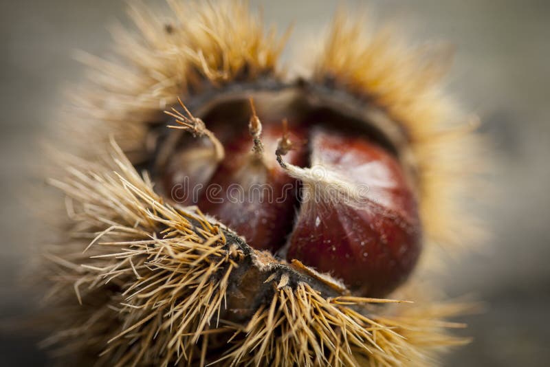 Chestnut in Shell Fall Season Stock Image - Image of fresh, food: 107427539