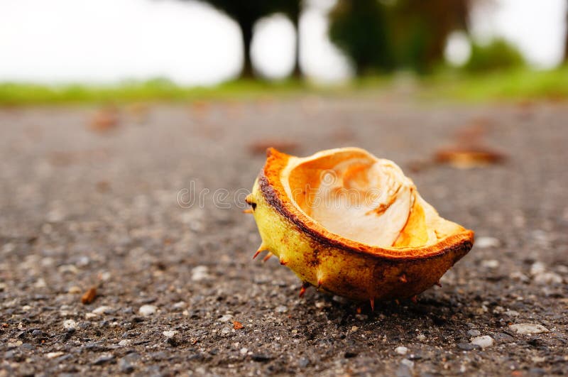 Chestnut shell stock image. Image of autumn, ground, shell - 44973963