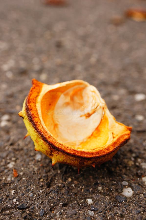 Chestnut shell stock image. Image of autumn, ground, nature - 44973969