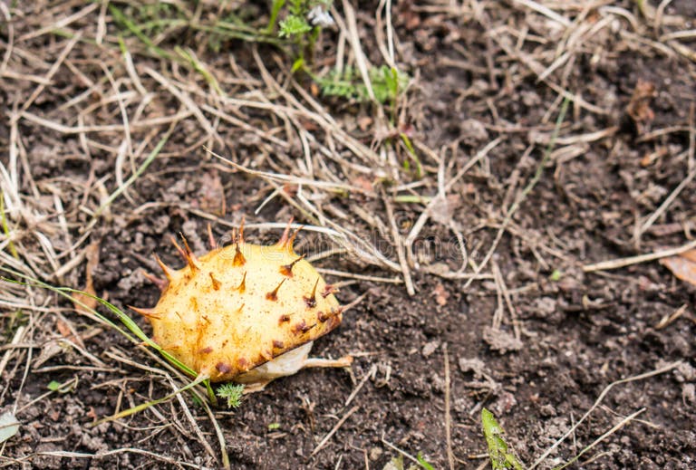 Chestnut shell on ground stock image. Image of grass - 79252369