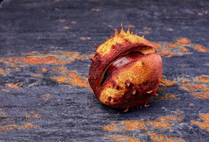 Chestnut in shell stock photo. Image of shell, crack - 78844880