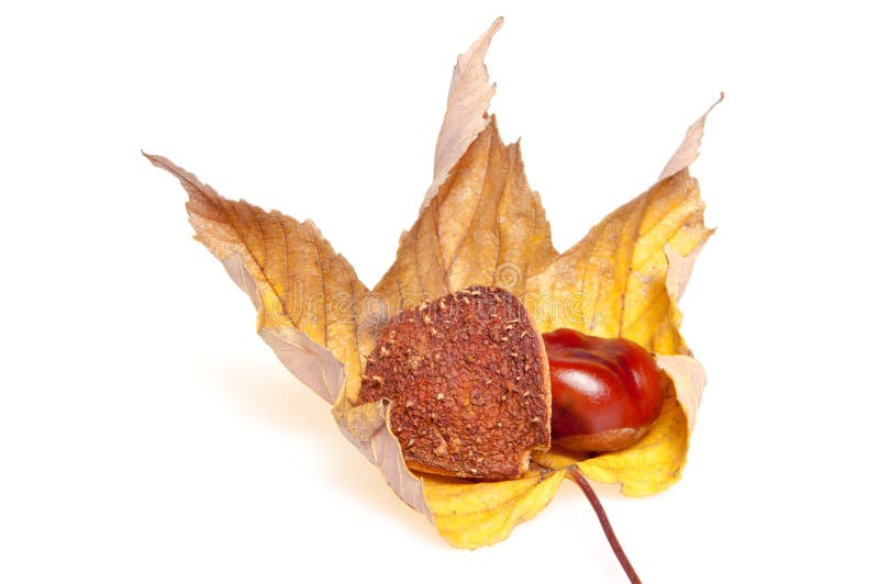 Chestnut and Shell on Leaf Isolated on White Stock Photo - Image of ...