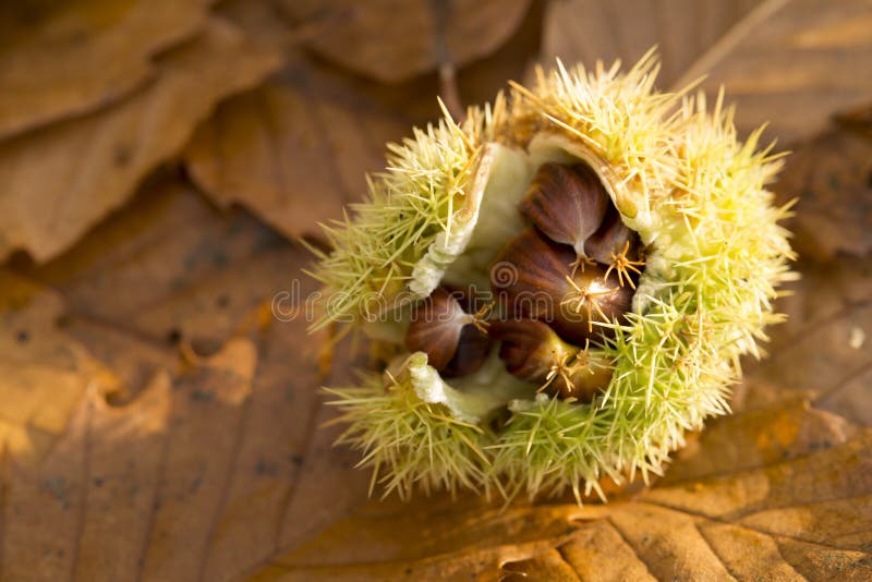 Prickly sweet chestnut stock photo. Image of shell, stripes - 11540822