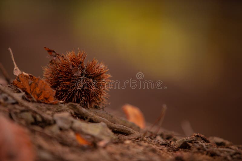 Chestnut Shell with Spikes Sitting on the Ground in Autumn Setting on ...
