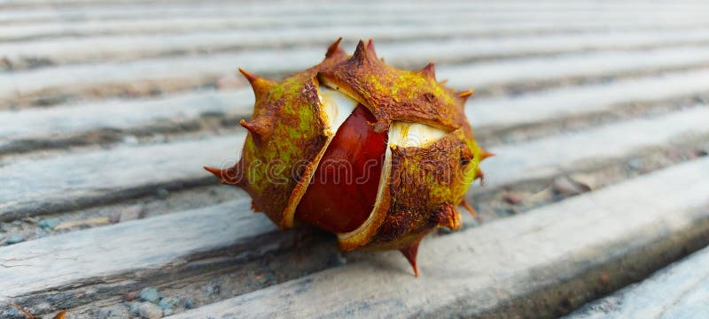 Chestnut with Shell on White Lumber Stock Image - Image of fruits ...