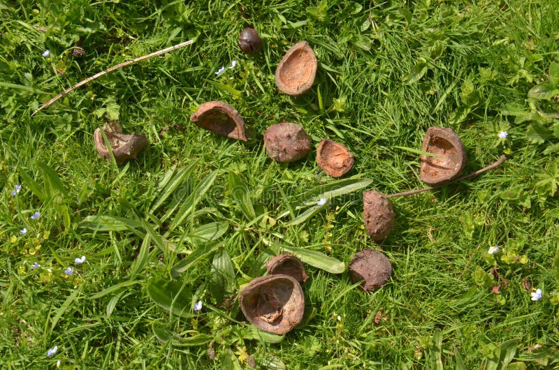 Chestnut shells stock photo. Image of seeds, england - 63136936