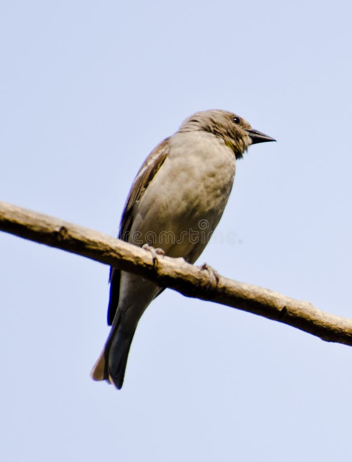 Chestnut Shouldered Petronia Bird, Natural, Nature, Wallpaper Stock ...