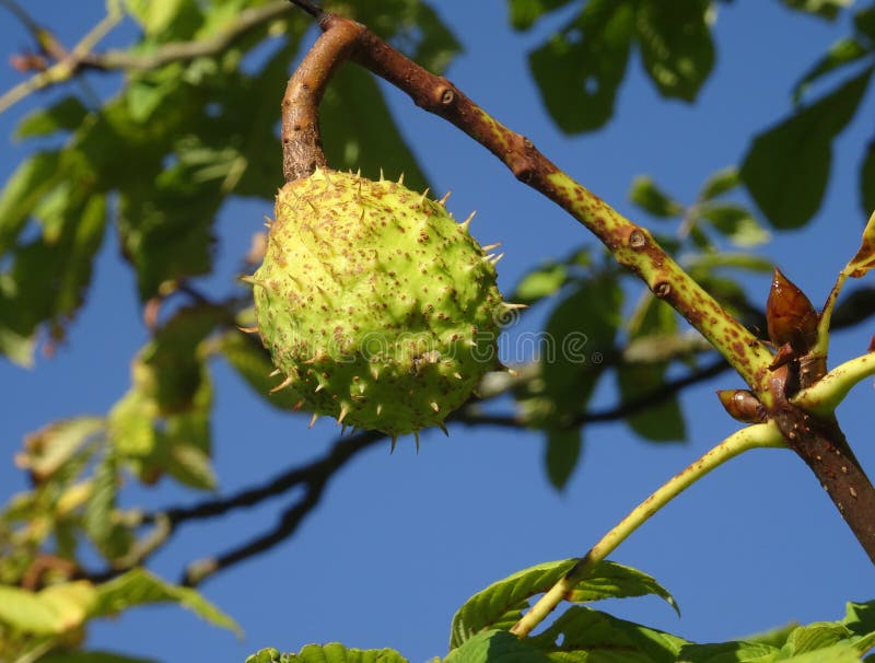 Chestnut stock photo. Image of castanea, seasonal, natural - 76650040