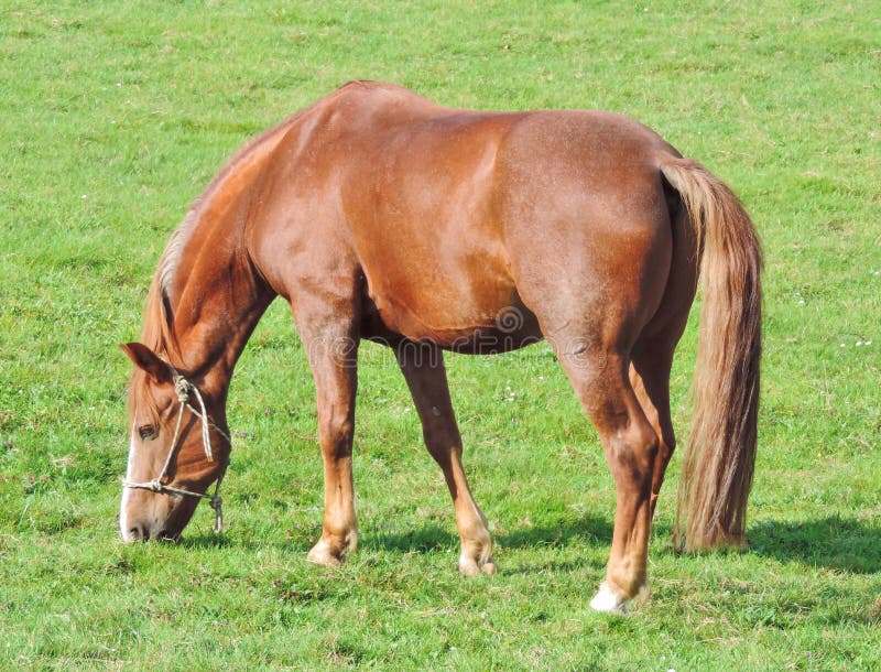 Sorrel Quarter Horse With Blaze Stock Image - Image of equus, sorrel ...