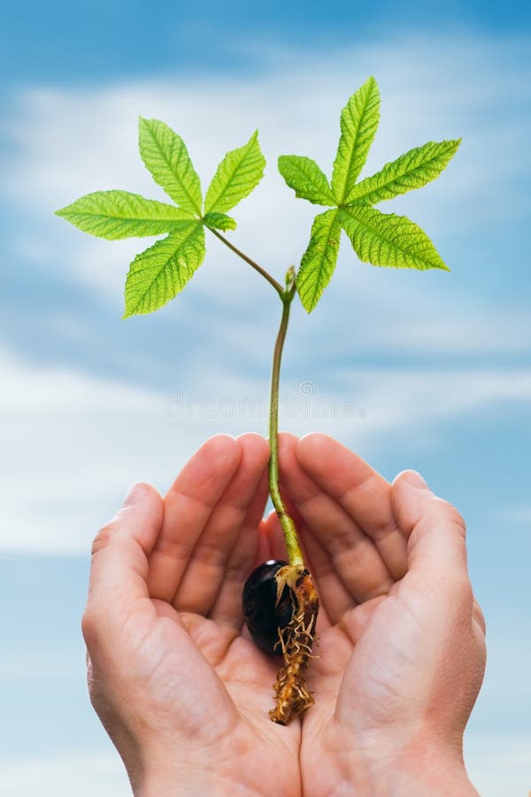 Chestnut sprout stock photo. Image of healthy, beginning - 5523626
