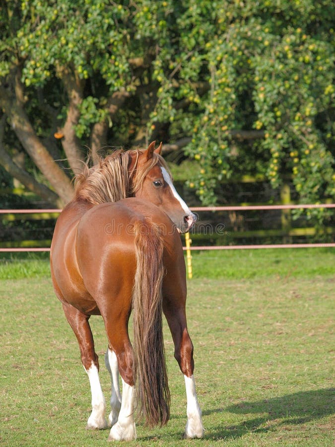 Chestnut Stallion stock photo. Image of pony, grass - 111622438