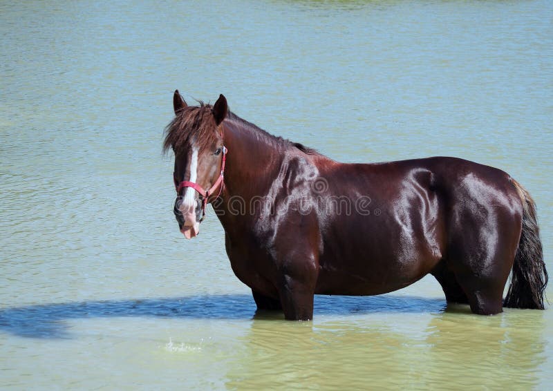 The Chestnut Stallion of Draft Breed in the Lake Stock Photo - Image of ...
