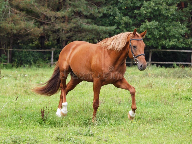 Chestnut Stallion Grazes in a Meadow Stock Image - Image of horse ...
