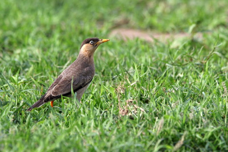 Chestnut starling stock photo. Image of beautiful, rare - 128856316