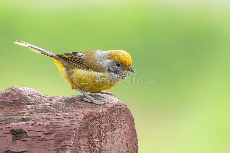 Chestnut-tailed Minla a Perching on Tree Trunk Stock Image - Image of ...