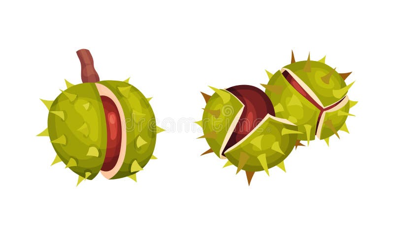 Chestnut with Thorned Cracked Shell Showing Brown Nut Vector Set Stock ...