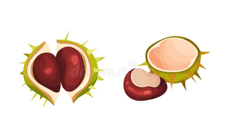 Chestnut with Thorned Cracked Shell Showing Brown Nut Vector Set Stock ...