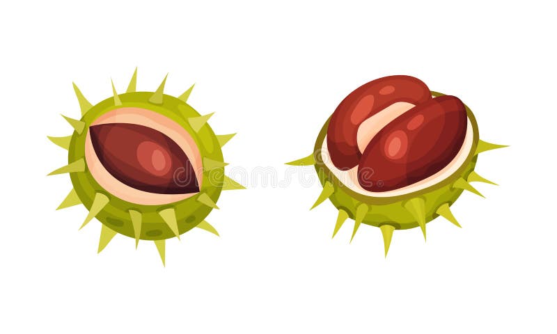 Chestnut with Thorned Cracked Shell Showing Brown Nut Vector Set Stock ...