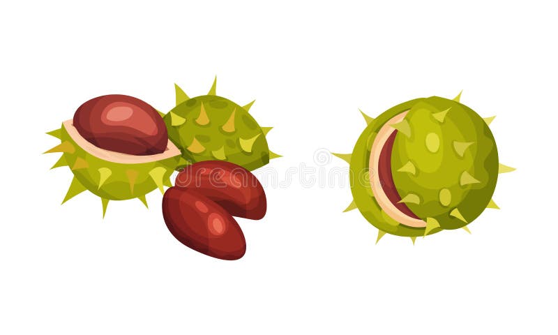Chestnut with Thorned Cracked Shell Showing Brown Nut Vector Set Stock ...