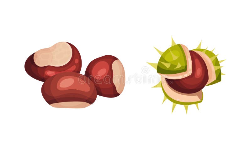 Chestnut with Thorned Cracked Shell Showing Brown Nut Vector Set Stock ...
