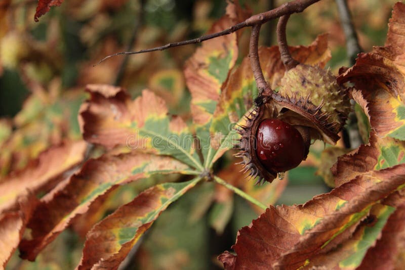 Chestnut about to fall stock photo. Image of autumn, tree - 16136912
