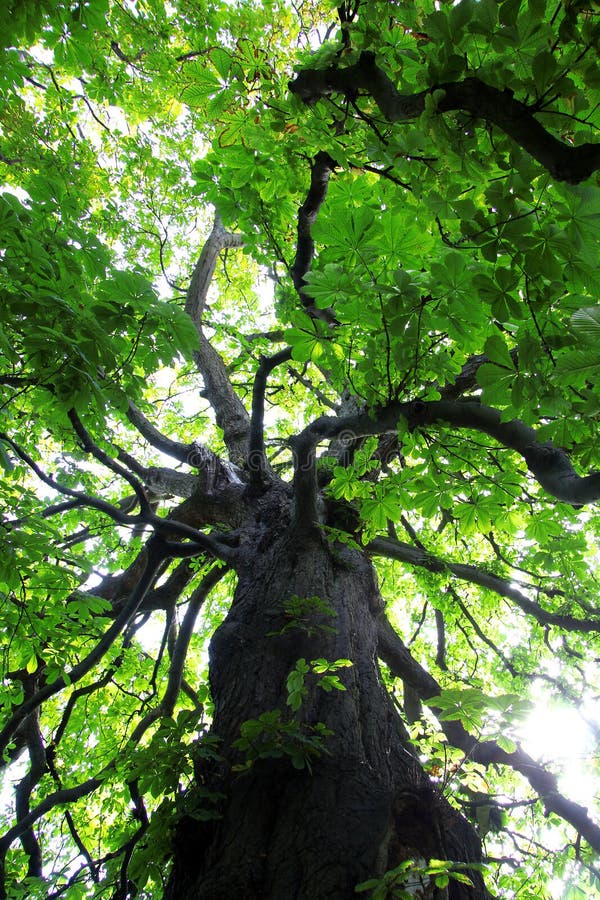Chestnut tree stock image. Image of fall, natural, autumn - 12771865