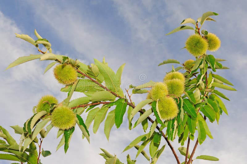 Red elm tree Ulmus rubra stock image. Image of tree, foliage - 90910671