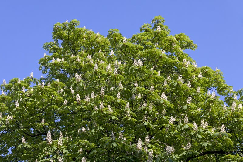 Chestnut tree stock photo. Image of life, bright, green - 25056410