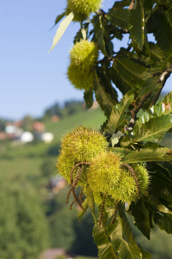 Chestnut tree stock photo. Image of chestnuts, tree, noble - 26852384