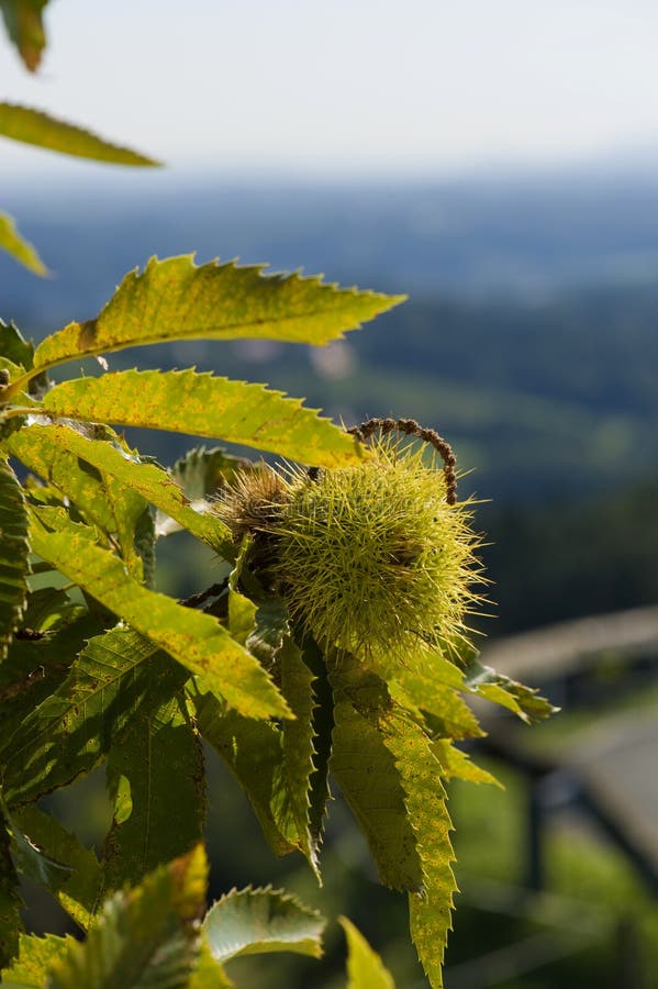 Chestnut tree stock image. Image of ripe, tree, noble - 26852507