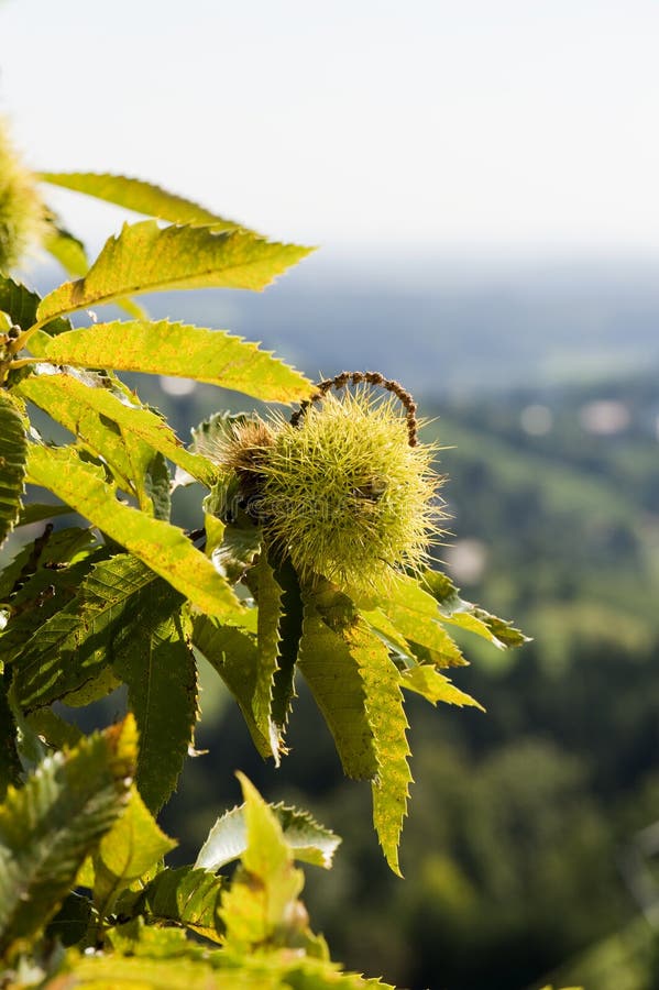 Chestnut tree stock image. Image of basket, harvest, husk - 26852515