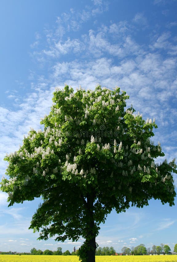Chestnut tree stock image. Image of polish, rapeseed, field - 5157089