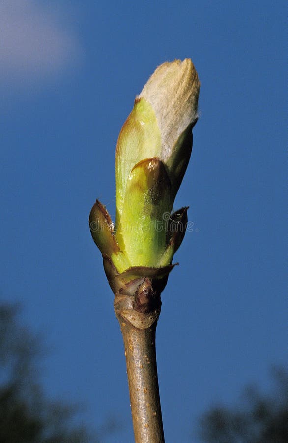 Chestnut Tree, Aesculus Hippocastanum, Bud Against Blue Sky Stock Photo ...