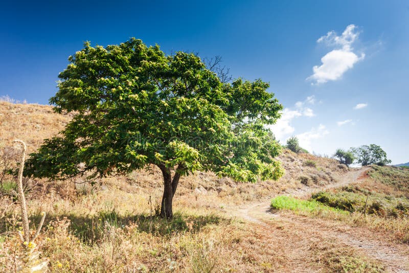 Chestnut Tree in Arid Climate of Calabria Stock Image - Image of lonely ...