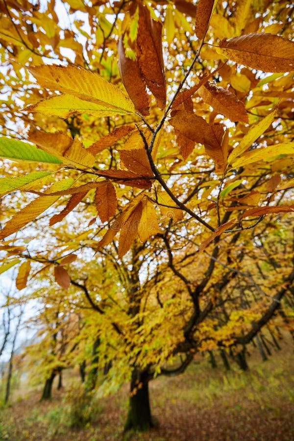 Chestnut Tree in the Autumn Stock Image - Image of ecology, forest ...