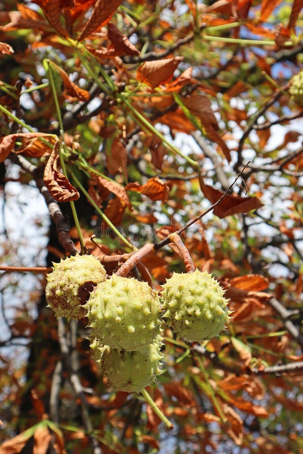 Chestnut Tree in Autumn Time Stock Photo - Image of angle, outdoors ...