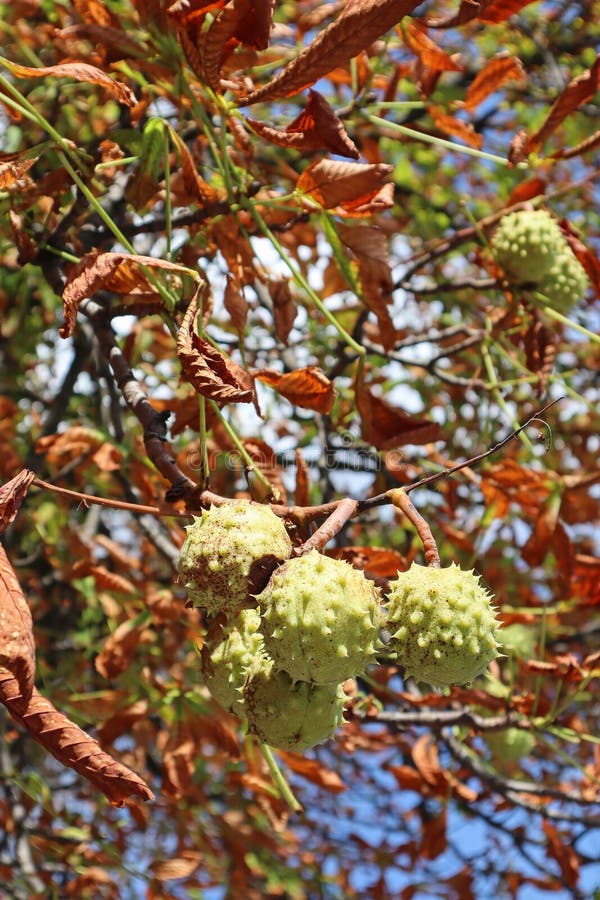 Chestnut Tree in Autumn Time Stock Photo - Image of chestnut, spike ...