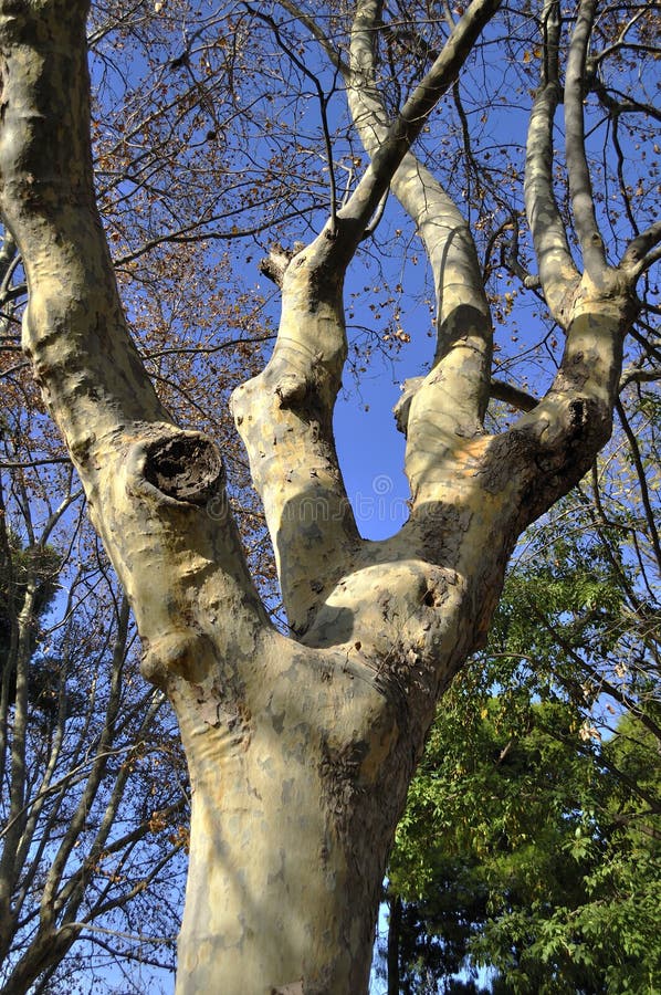 Chestnut tree stock image. Image of tree, tall, green - 44159791