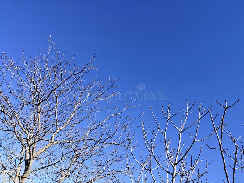 Chestnut Tree Bare Branches Winter Blue Sky Bright Light Stock Photo ...