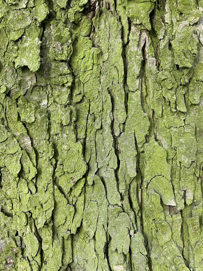 Chestnut tree bark stock image. Image of chestnut, flora - 179890751
