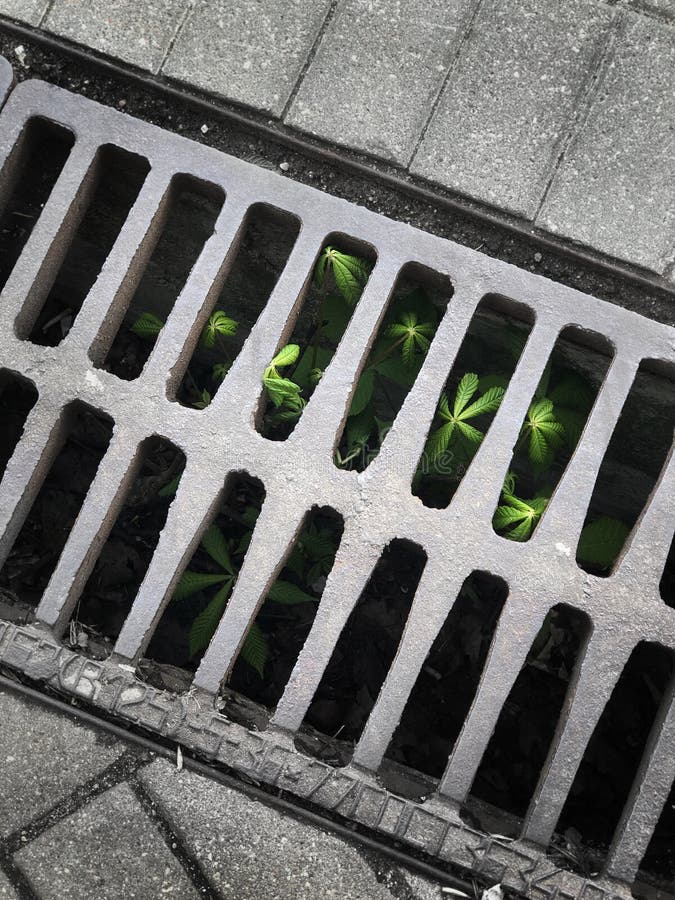 Chestnut Tree Behind the Sewerage Bars Stock Image - Image of black ...