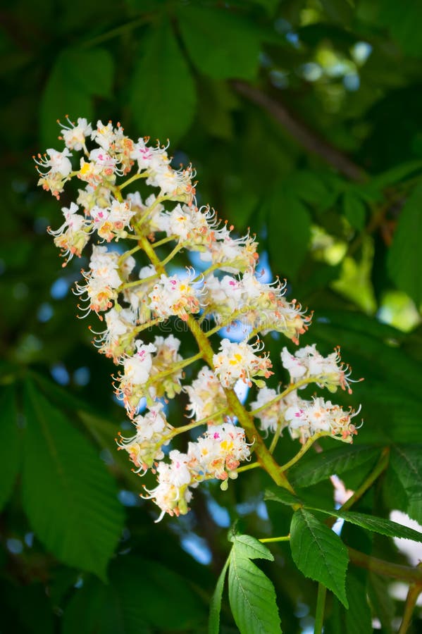 Chestnut Tree in Bloom in Spring. Stock Image - Image of leaf ...