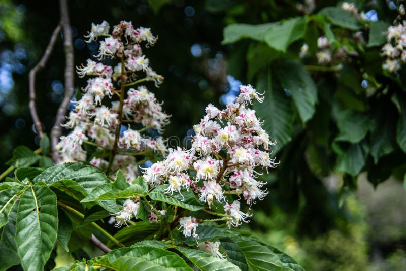 Chestnut Tree in Bloom with Upright Inflorescences Stock Photo - Image ...