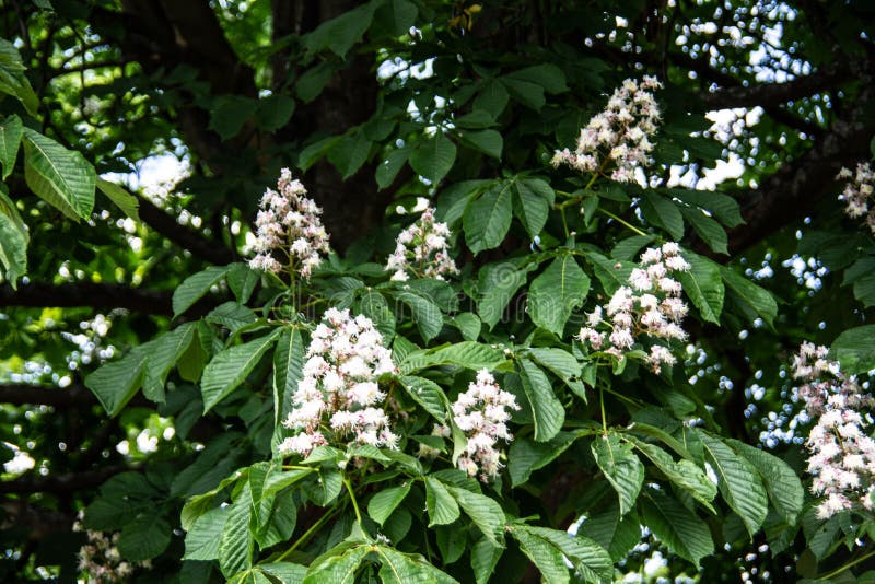 Chestnut Tree in Bloom with Upright Inflorescences Stock Photo - Image ...