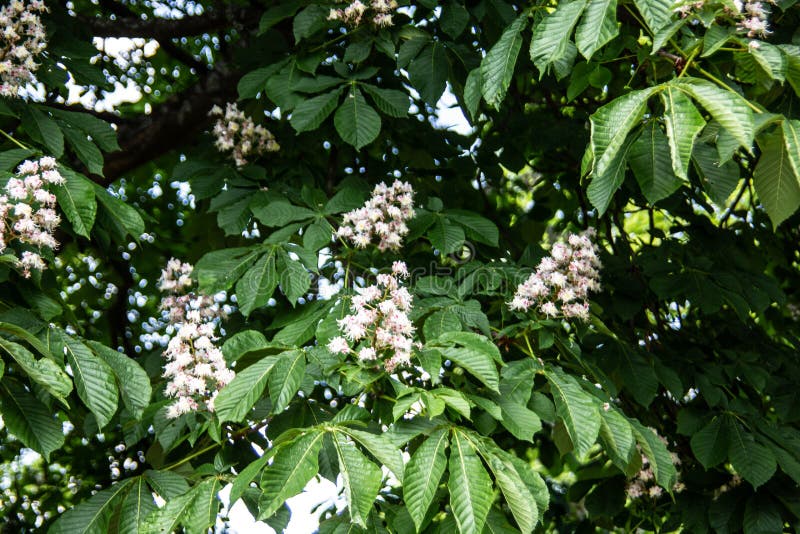 Chestnut Tree in Bloom with Upright Inflorescences Stock Image - Image ...