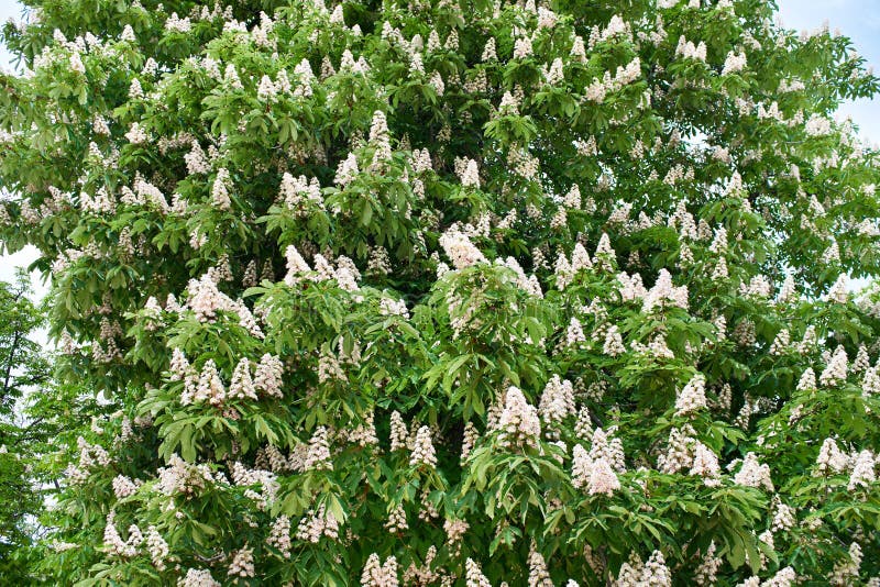 Chestnut Tree with Blooming Flowers Stock Image - Image of foliage ...