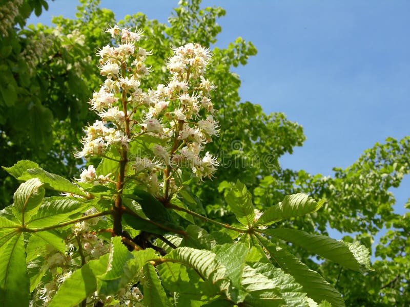 Chestnut tree stock photo. Image of trees, blooming, chestnut - 78019760