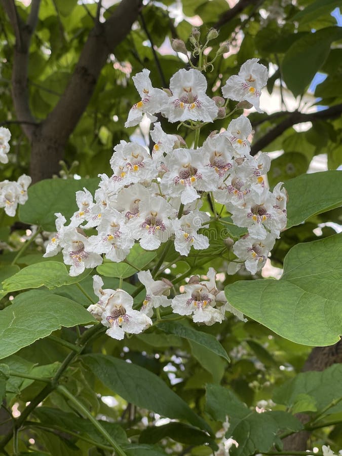 Catalpa tree stock image. Image of summer, blooming - 252061277