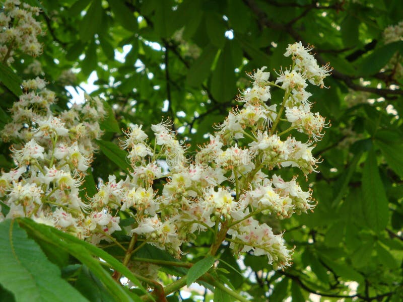 The chestnut tree stock image. Image of summer, tree - 318639061