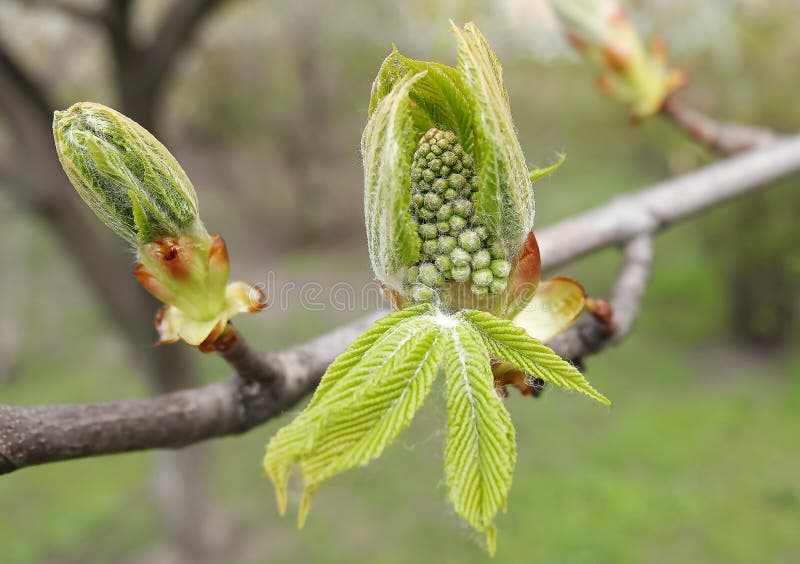 The Chestnut Tree Blooms in Spring Stock Image - Image of blossomed ...